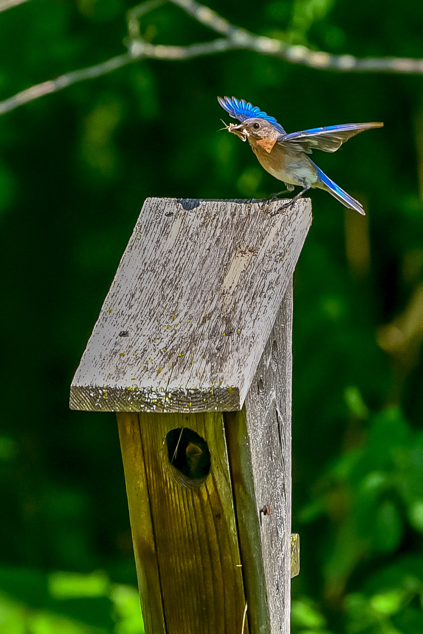 Bluebird Photo Gallery - Bluebird Program of MinnesotaBluebird Program ...